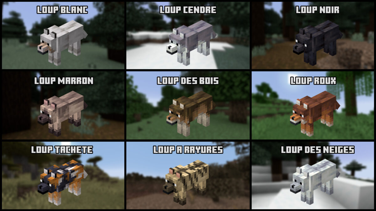Minecraft 1.20.5 : Loups, Tatous et Armure pour loup – Découvrez la ...